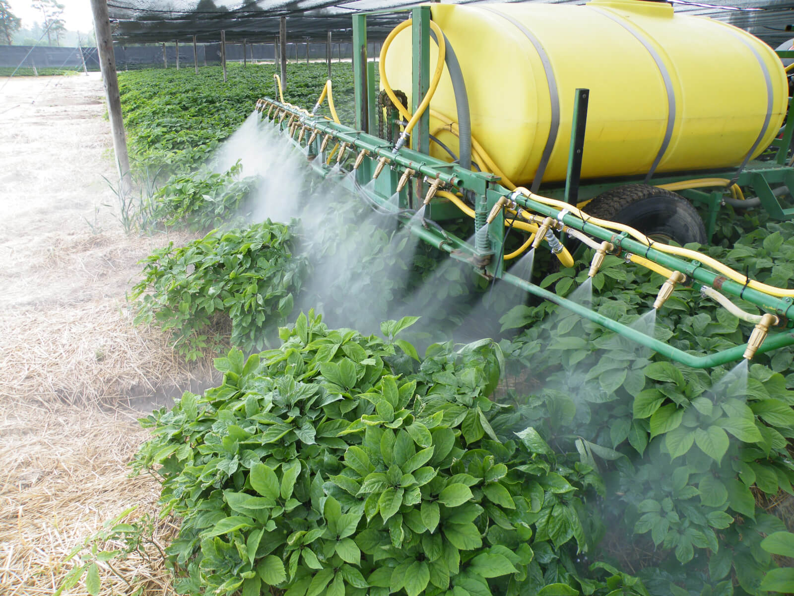 Spraying Ginseng with Arag Microjets – Sprayers 101