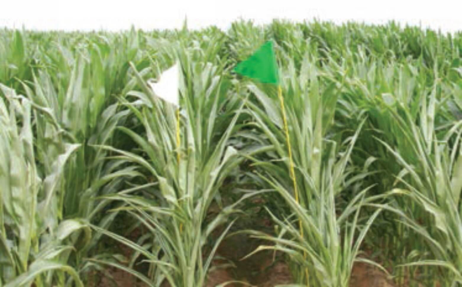 Flag the Technology – Sprayers 101