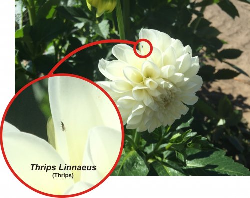 Thrips Control in Cut Flowers – A Good Try – Sprayers 101