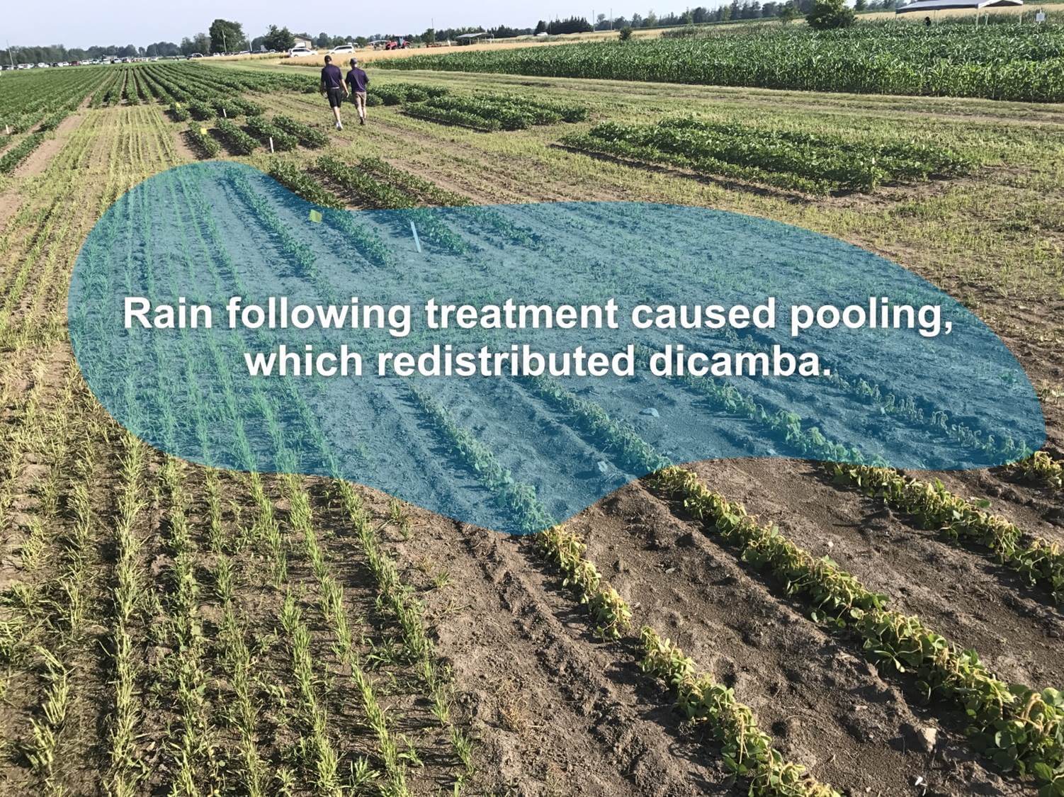 Testing the Effectiveness of Sprayer Rinsing Methods using Dicamba ...