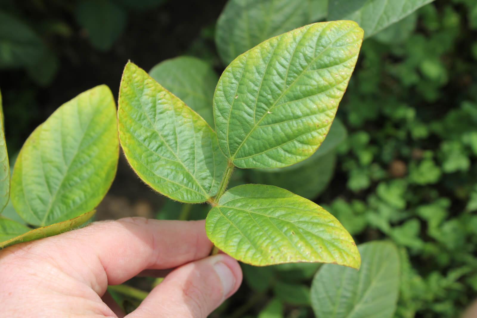 Testing the Effectiveness of Sprayer Rinsing Methods using Dicamba ...