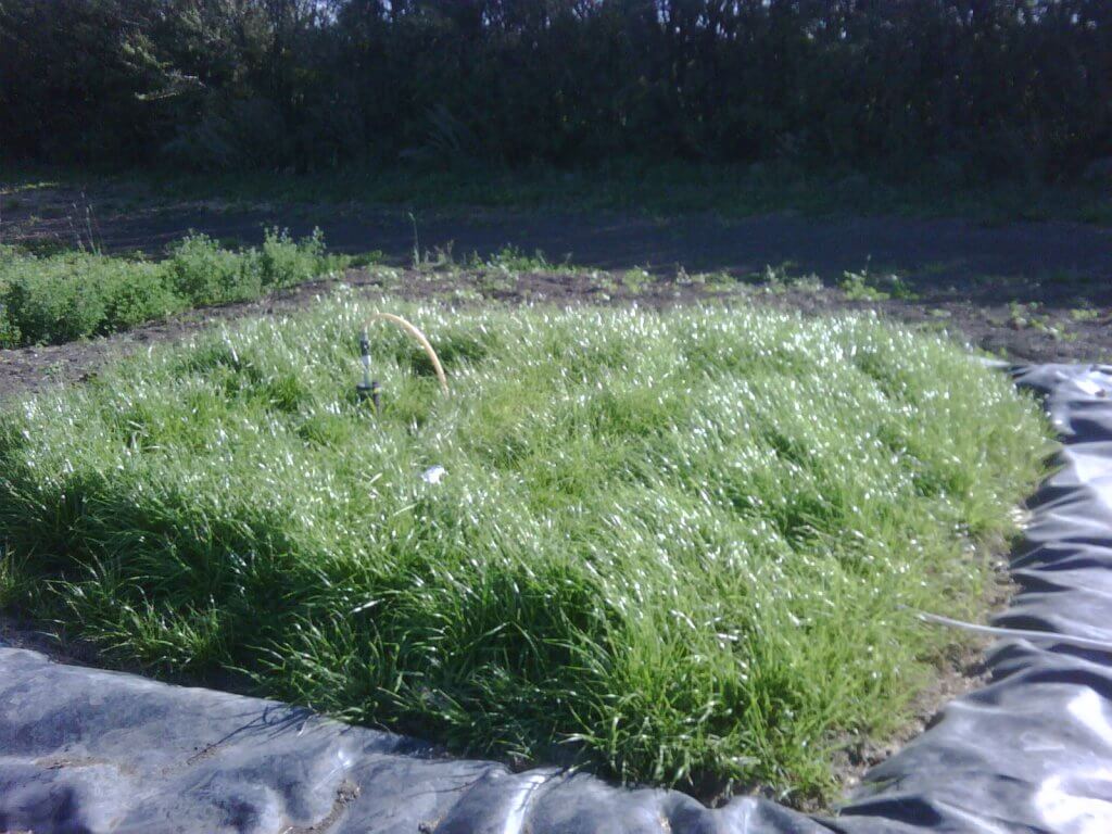 Biobeds for Pesticide Waste Disposal – Sprayers 101