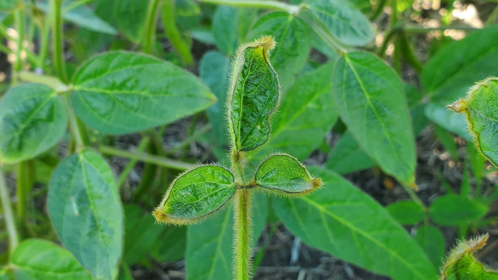 Ten Tips for Spraying in the Wind – Sprayers 101