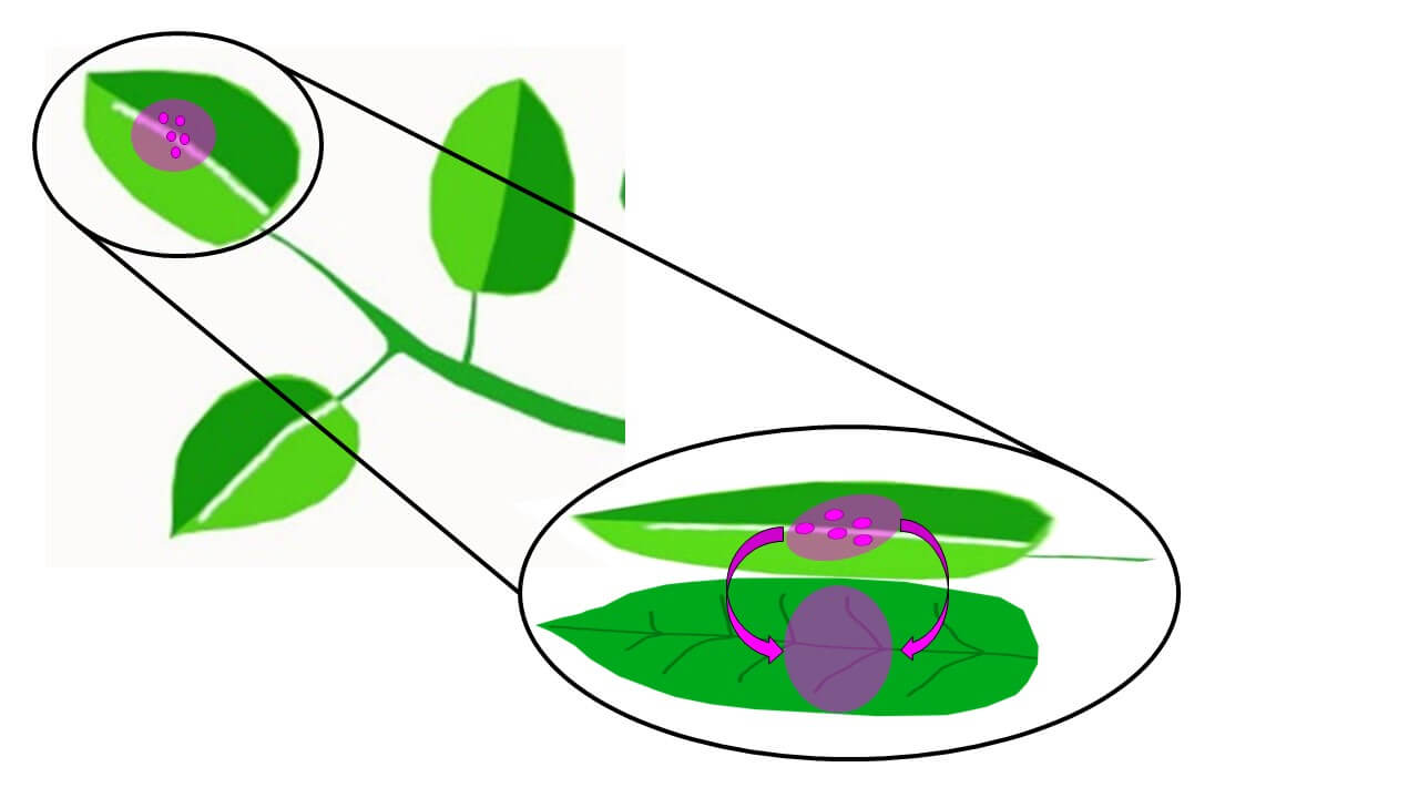 Pesticide redistribution: an important aspect of synthetic pesticides ...