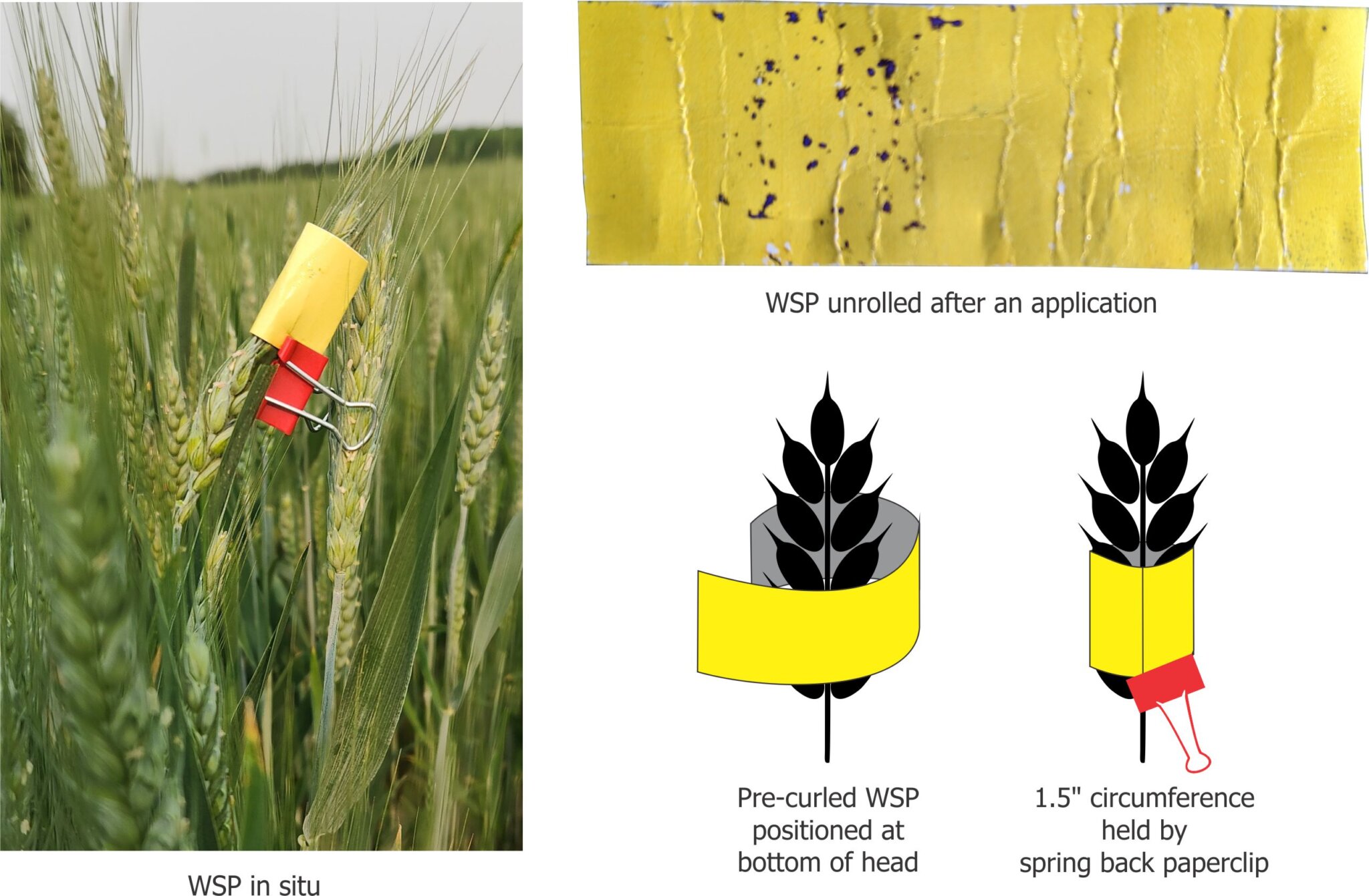 Evaluating wheat head coverage from two new nozzles – Sprayers 101