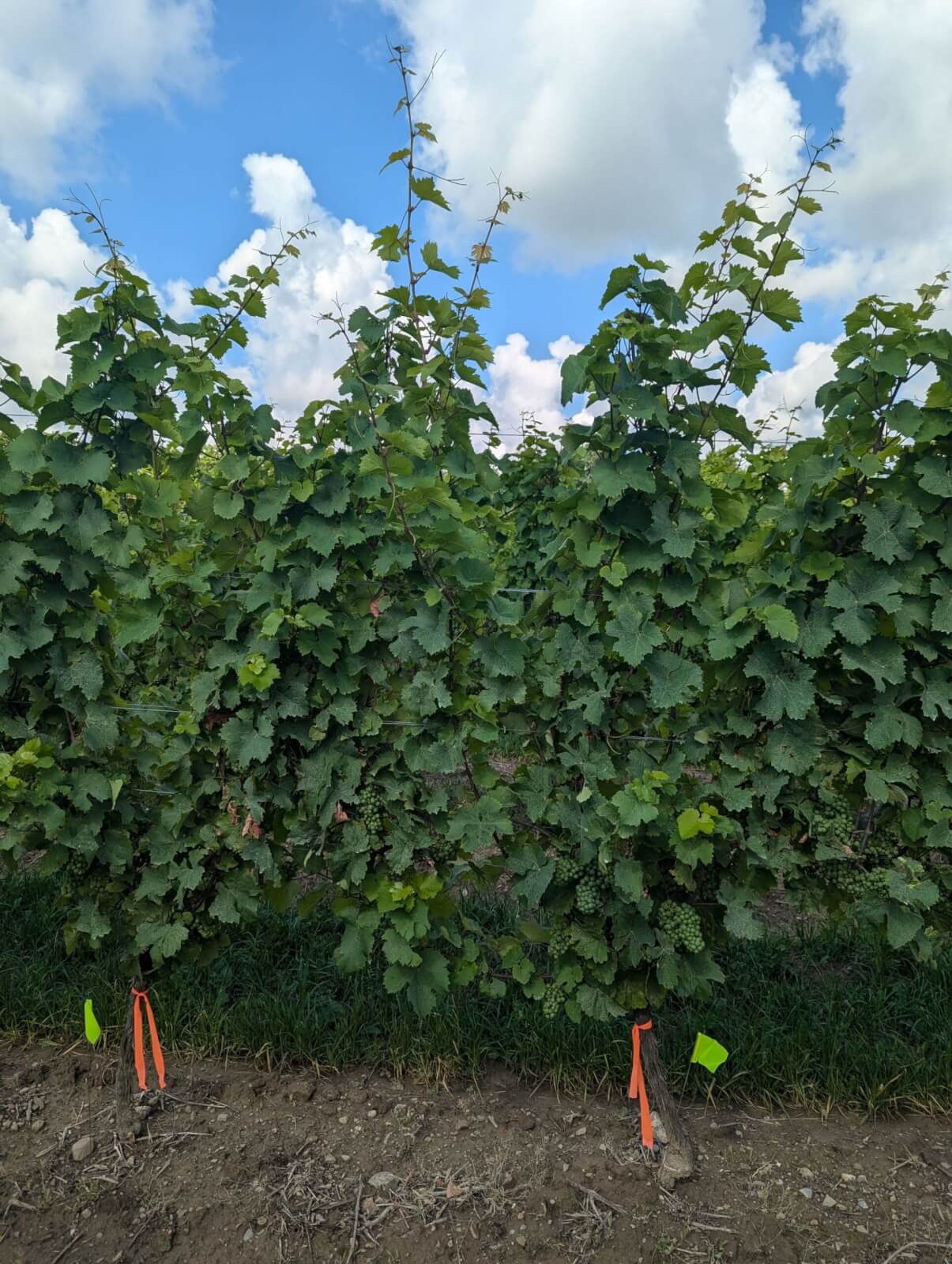 Sprayers 101 – A Resource for Safe, Effective and Efficient Spraying in Agriculture.