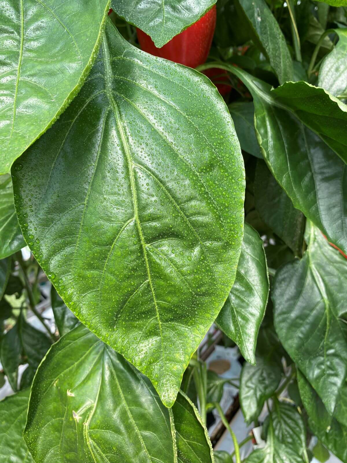 Optimizing a Greenhouse Vegetable Sprayer – Sprayers 101