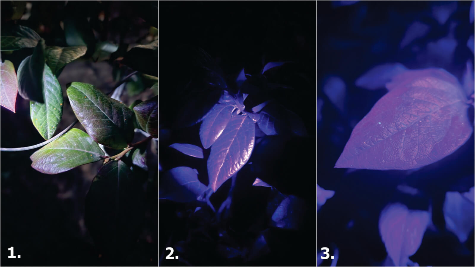 Comparing Fluorescent Dyes for Spray Coverage Evaluation – Sprayers 101