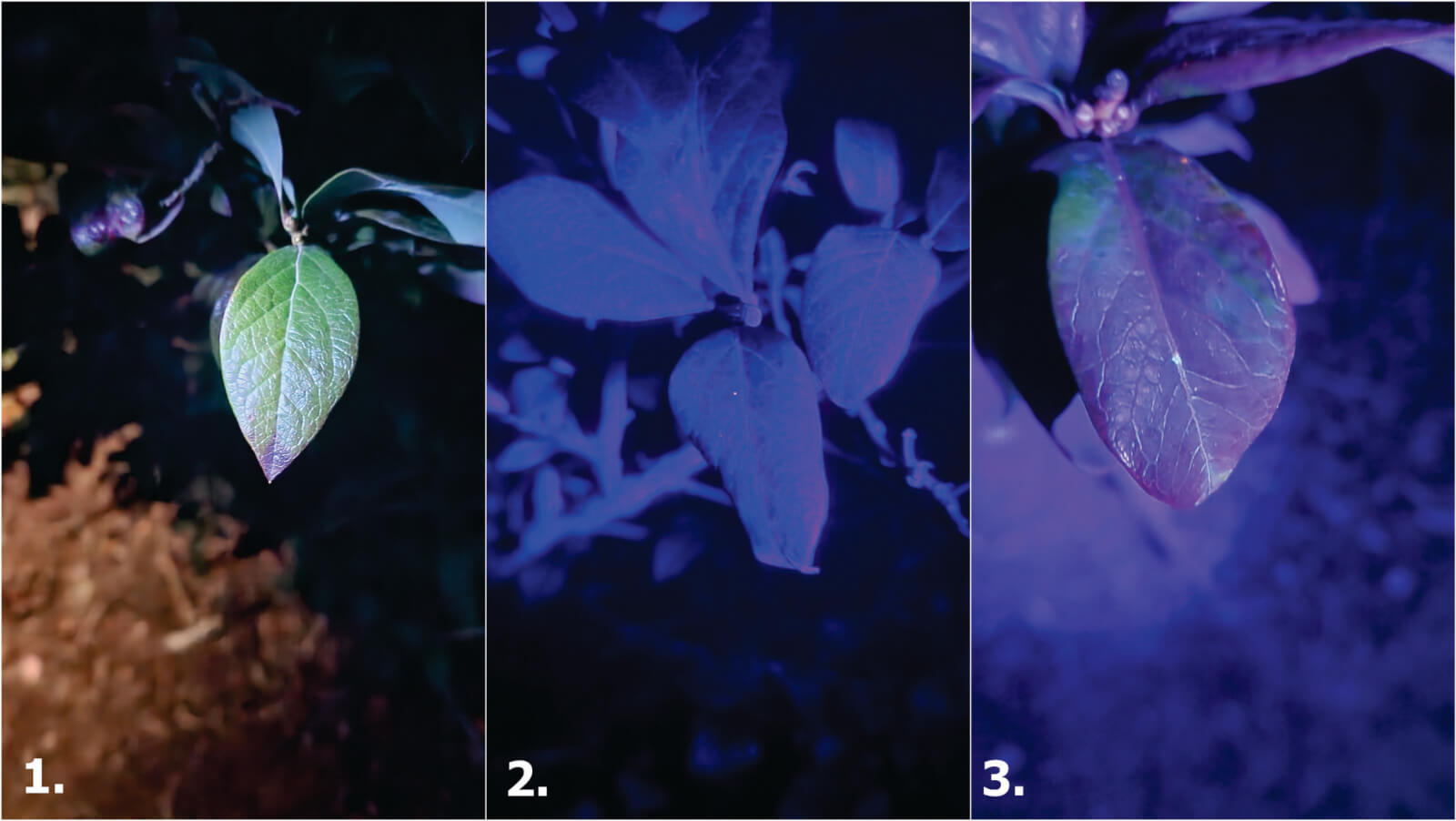 Comparing Fluorescent Dyes for Spray Coverage Evaluation – Sprayers 101